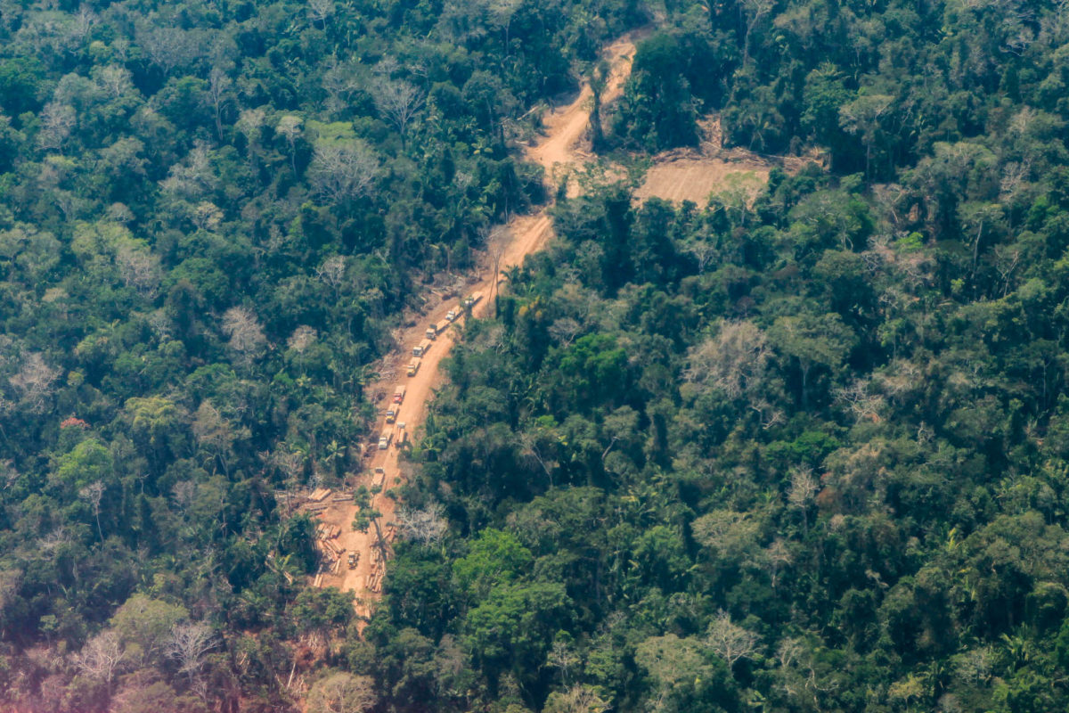 Cinco países de Latinoamérica en el ‘top ten’ de bosques primarios más ...