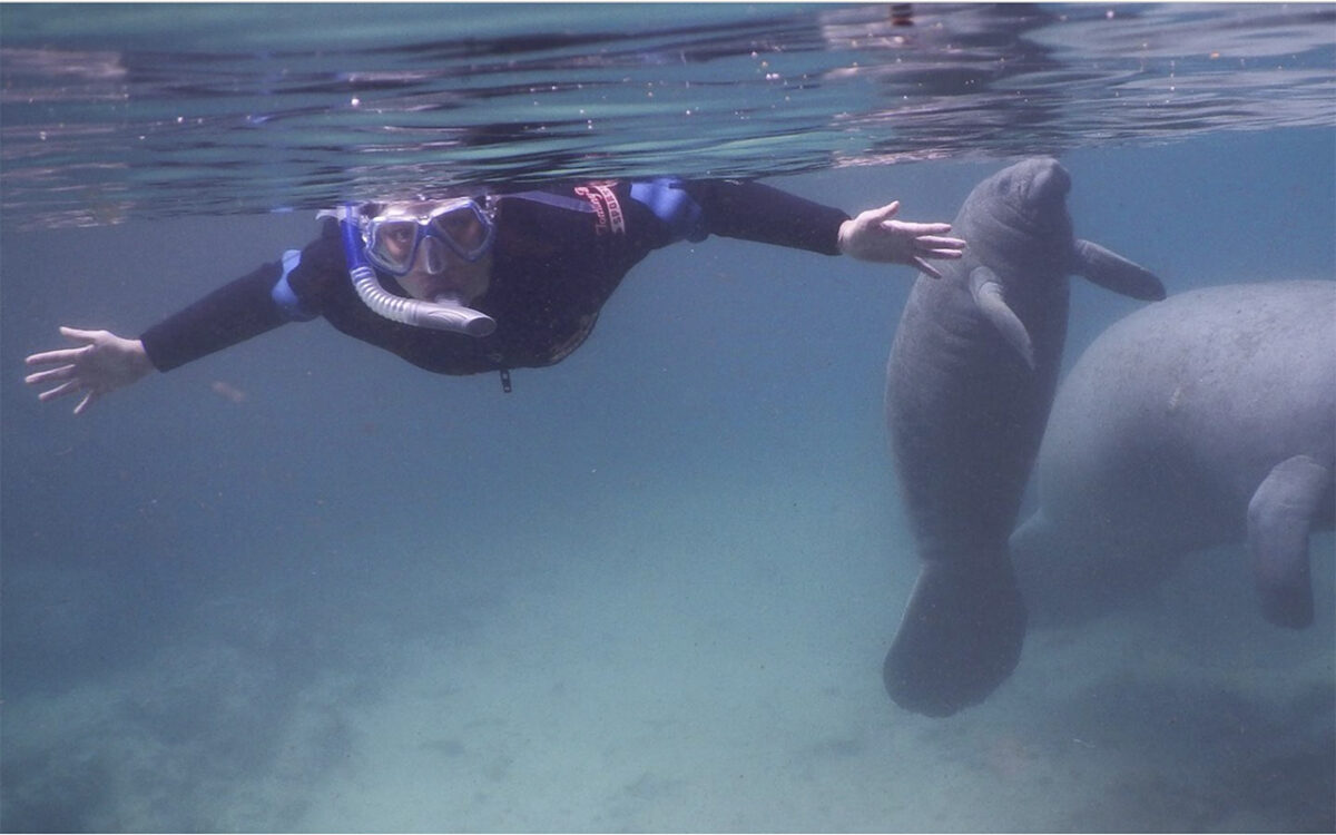 Sin protección, manatí que habita en la frontera de México y Belice ...