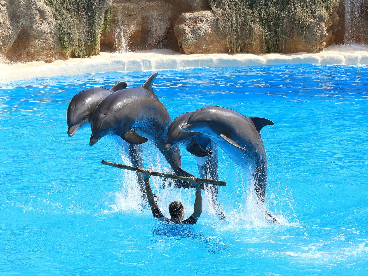 Espectáculos con mamíferos penden de un hilo | Zona Docs