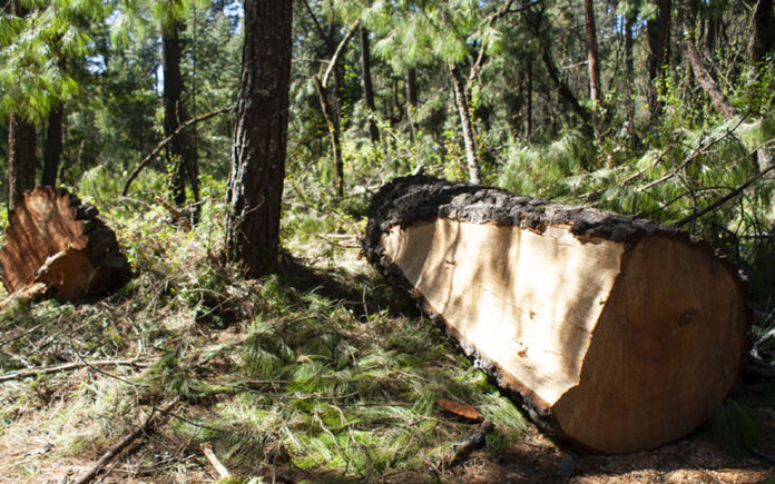 Los guardianes del bosque de Topilejo | Zona Docs