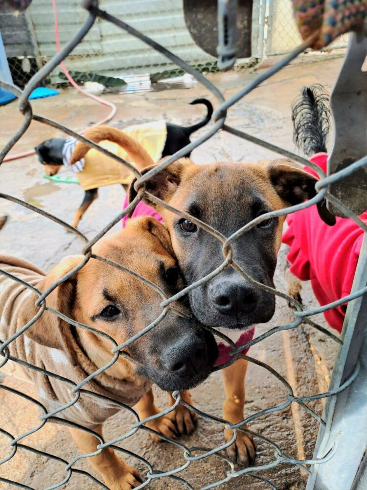 IMG_3398 | Zona Docs