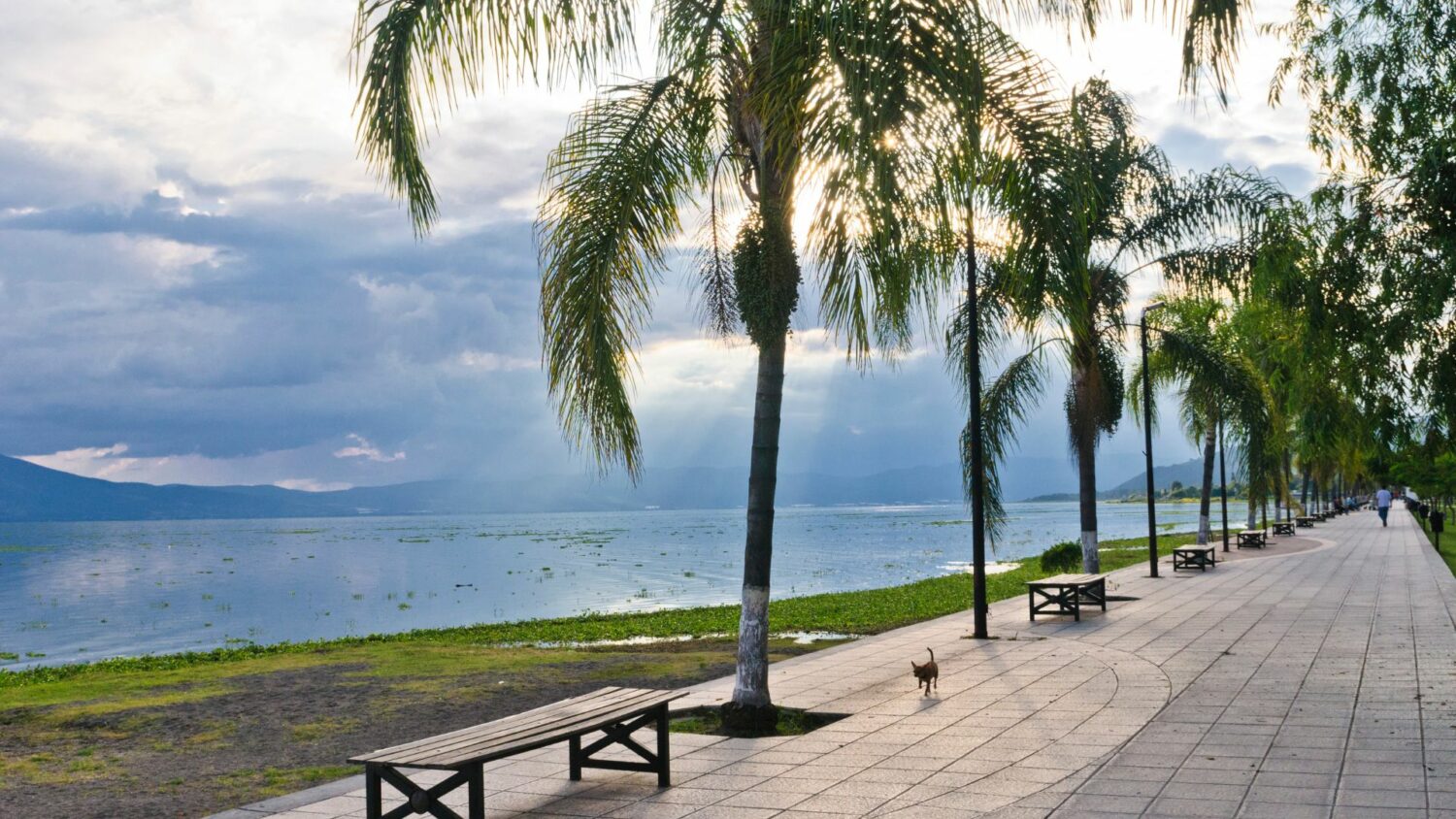 El Lago de Chapala es un humedal en riesgo, convocan a participar en ...