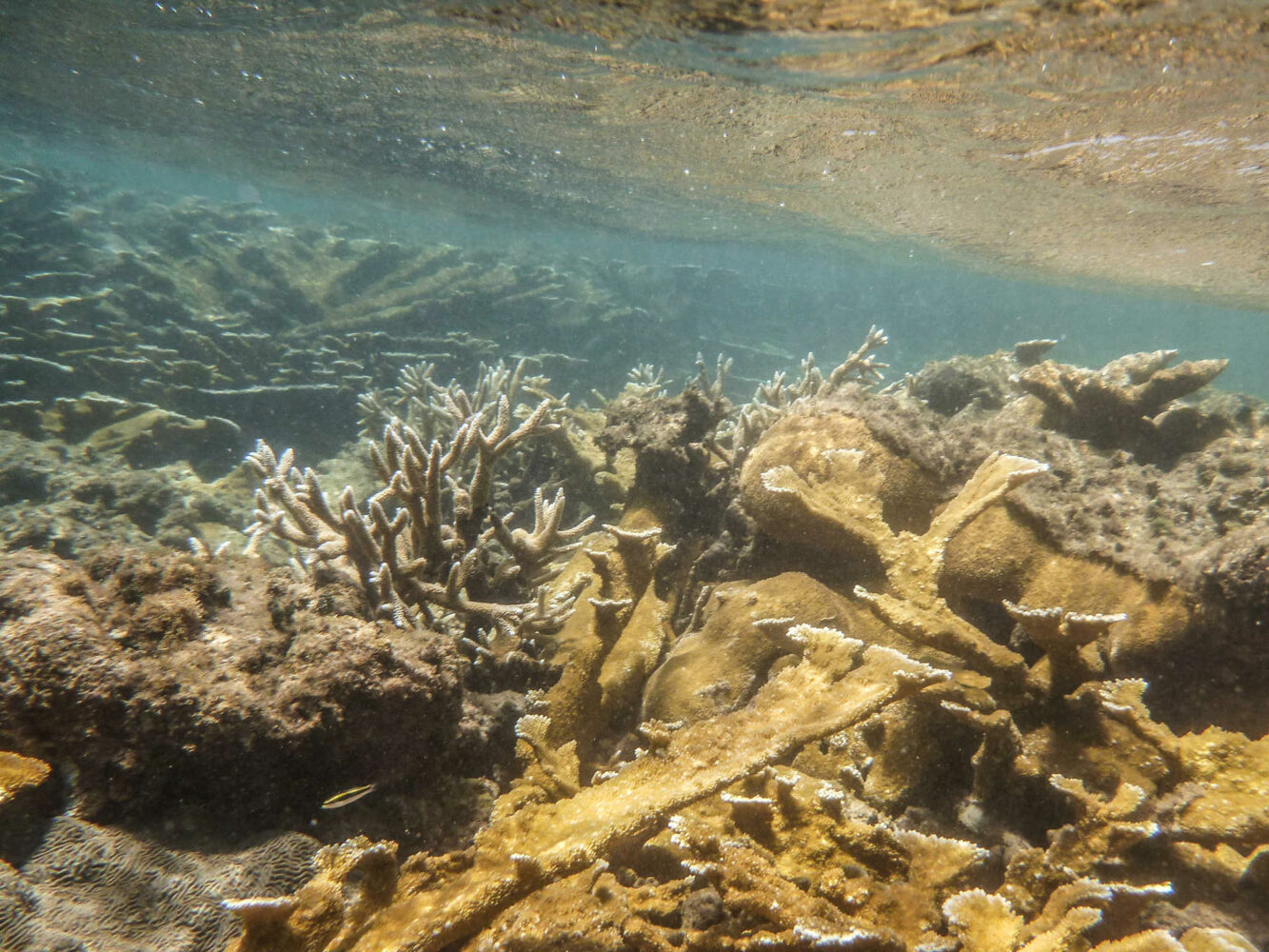 Cómo un coral de Puerto Rico podría salvar otros arrecifes en peligro ...